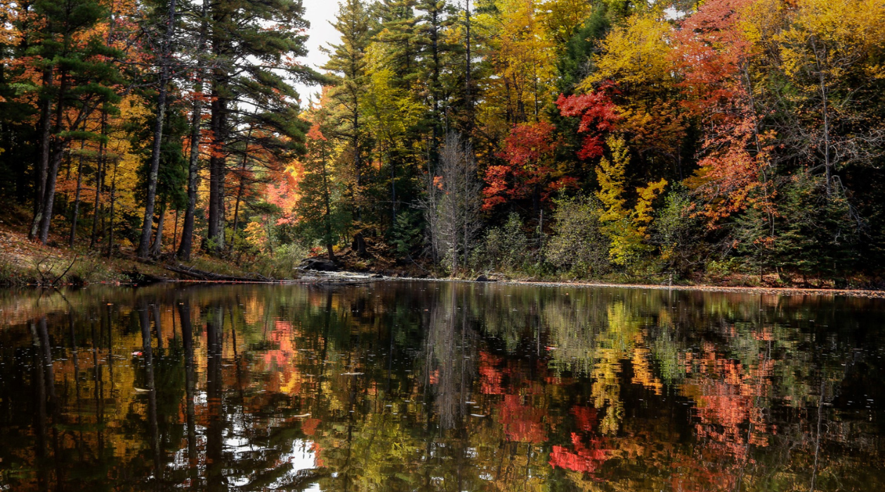 Why Leaves Change Color in the Fall: The Science Behind Autumn’s Beauty | Charter Vista Landscaping